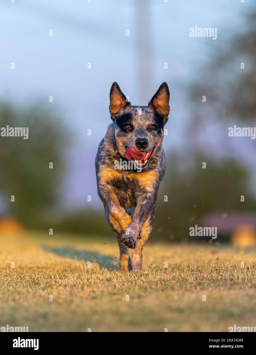 Australian cattle dog portrait running hi-res stock photography and ...