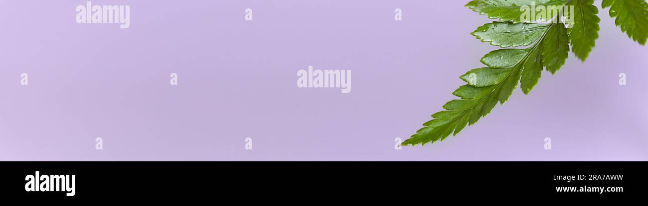 Universal banner 4x1 for websites, social networks and typography with ...