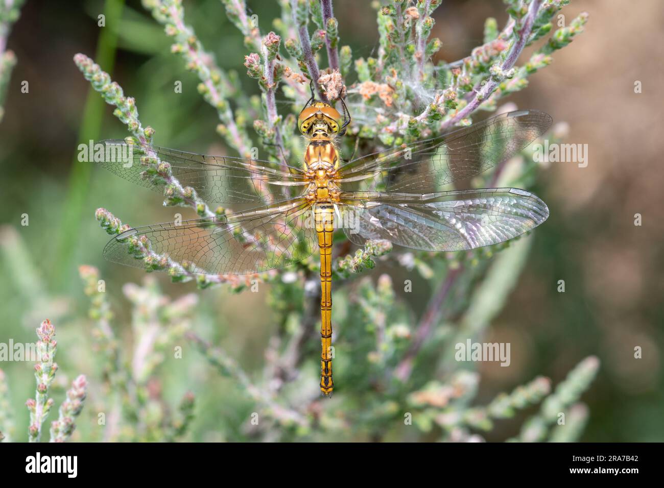 Female ruddy darter dragonfly (Sympetrum sanguineum) resting on heather ...