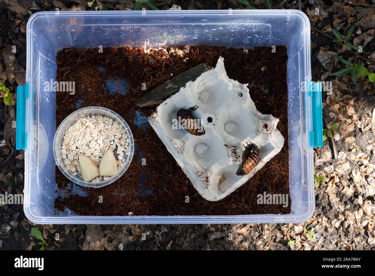 Madagascar hissing cockroaches, Gromphadorhina portentosa, living in ...