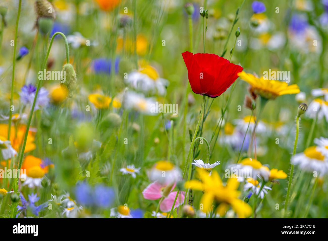Garden red poppy hi-res stock photography and images - Alamy