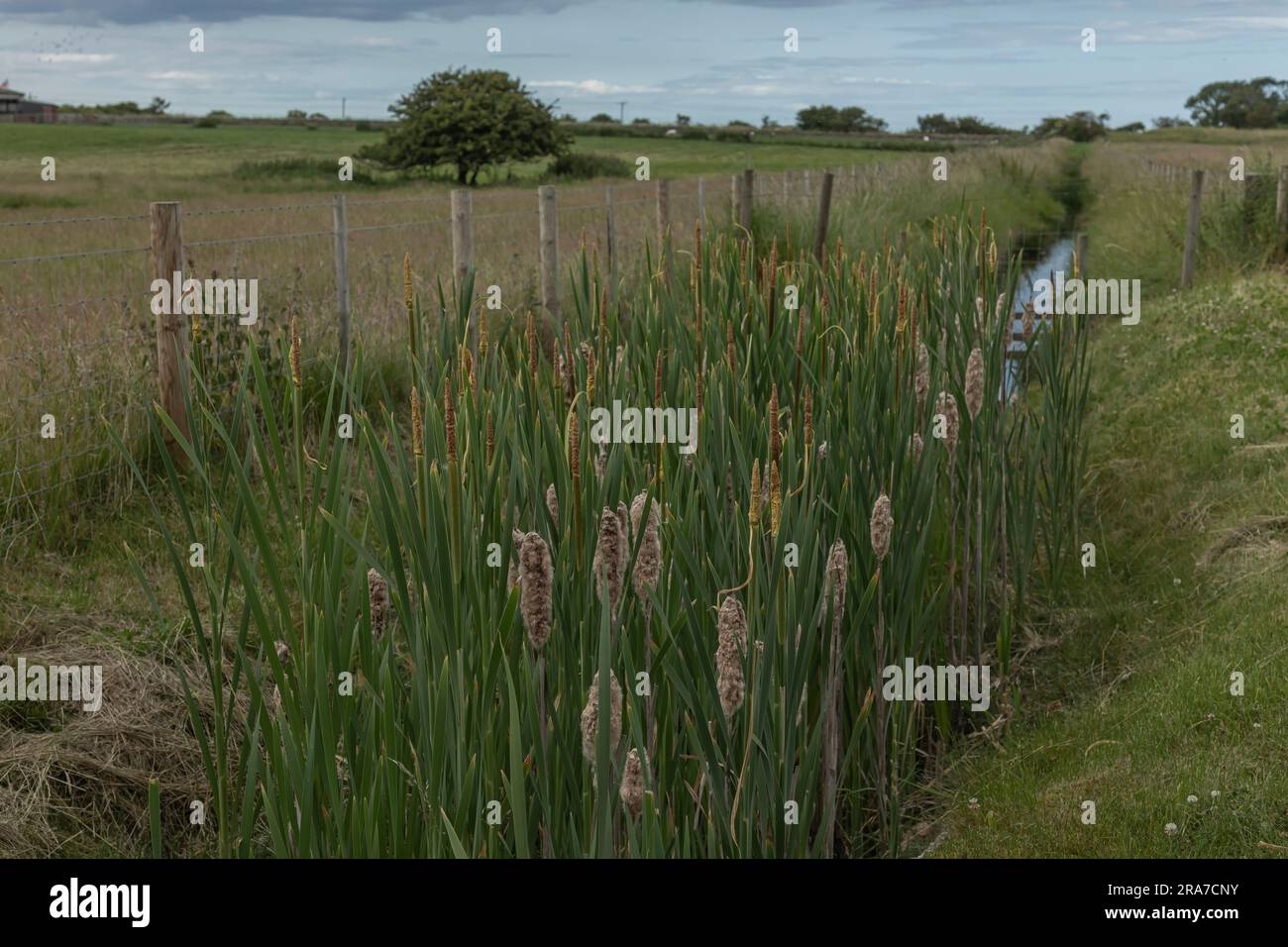 Bull rushes growing in a small stream in the countryside Stock Photo ...