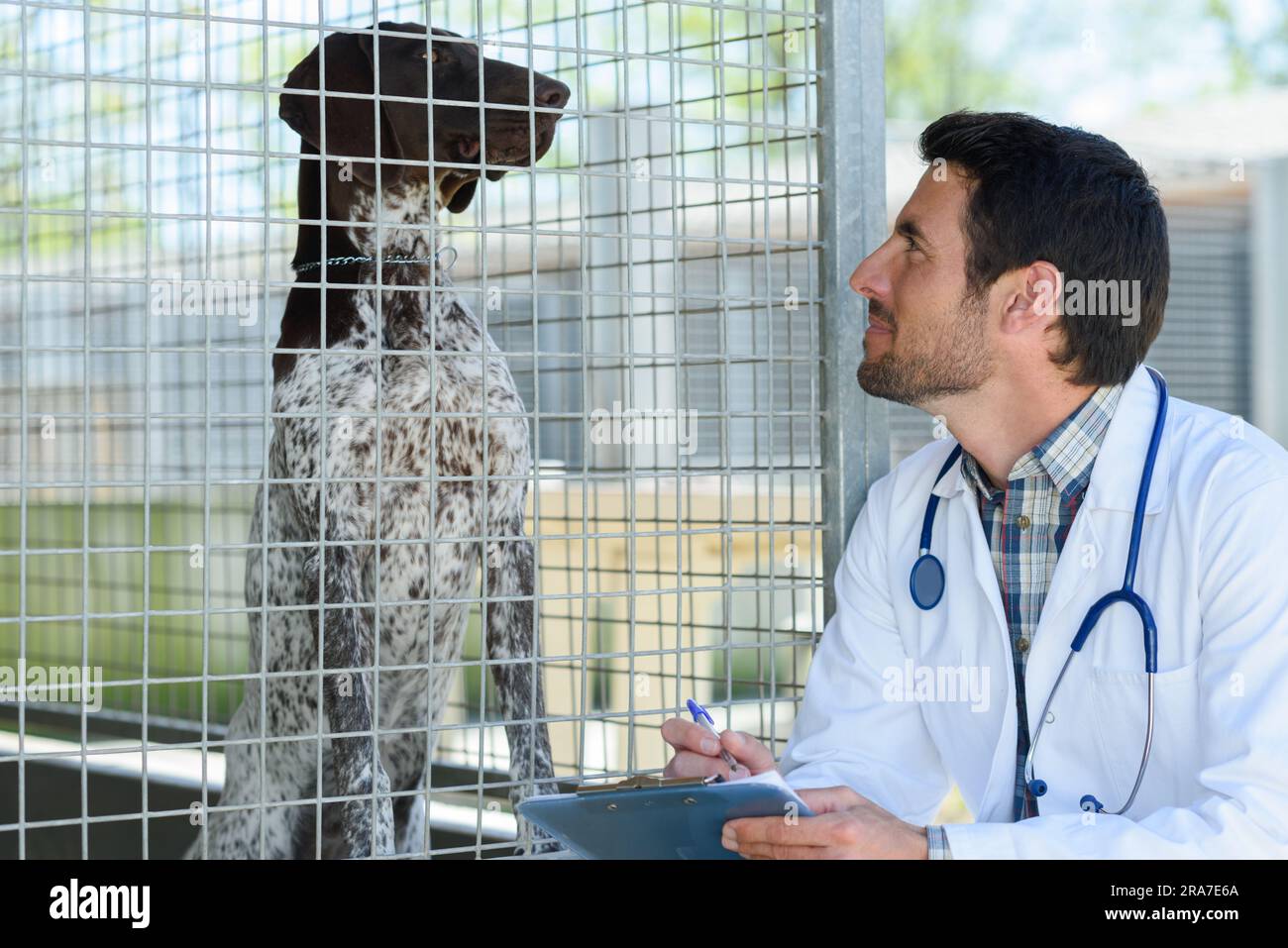 portrait of a vet with a dog Stock Photo - Alamy