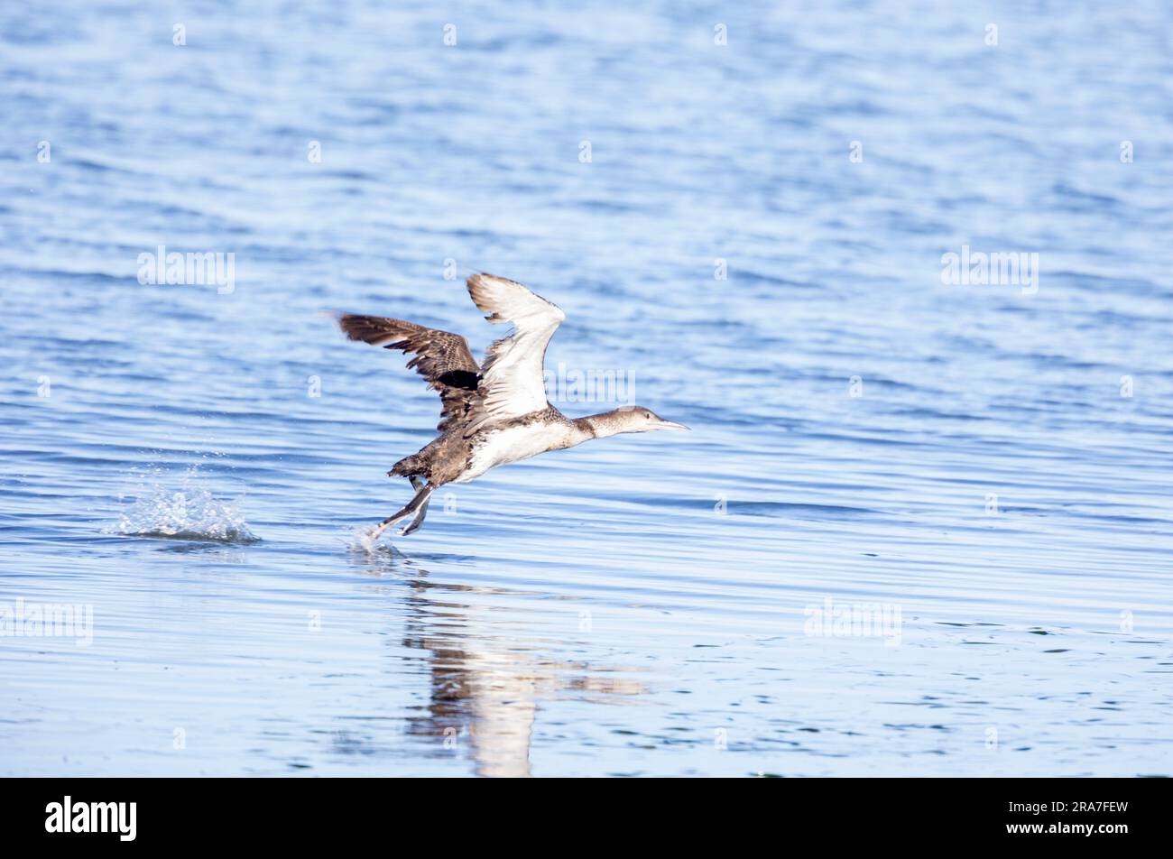 Common Loon Attempting Flight Stock Photo - Alamy