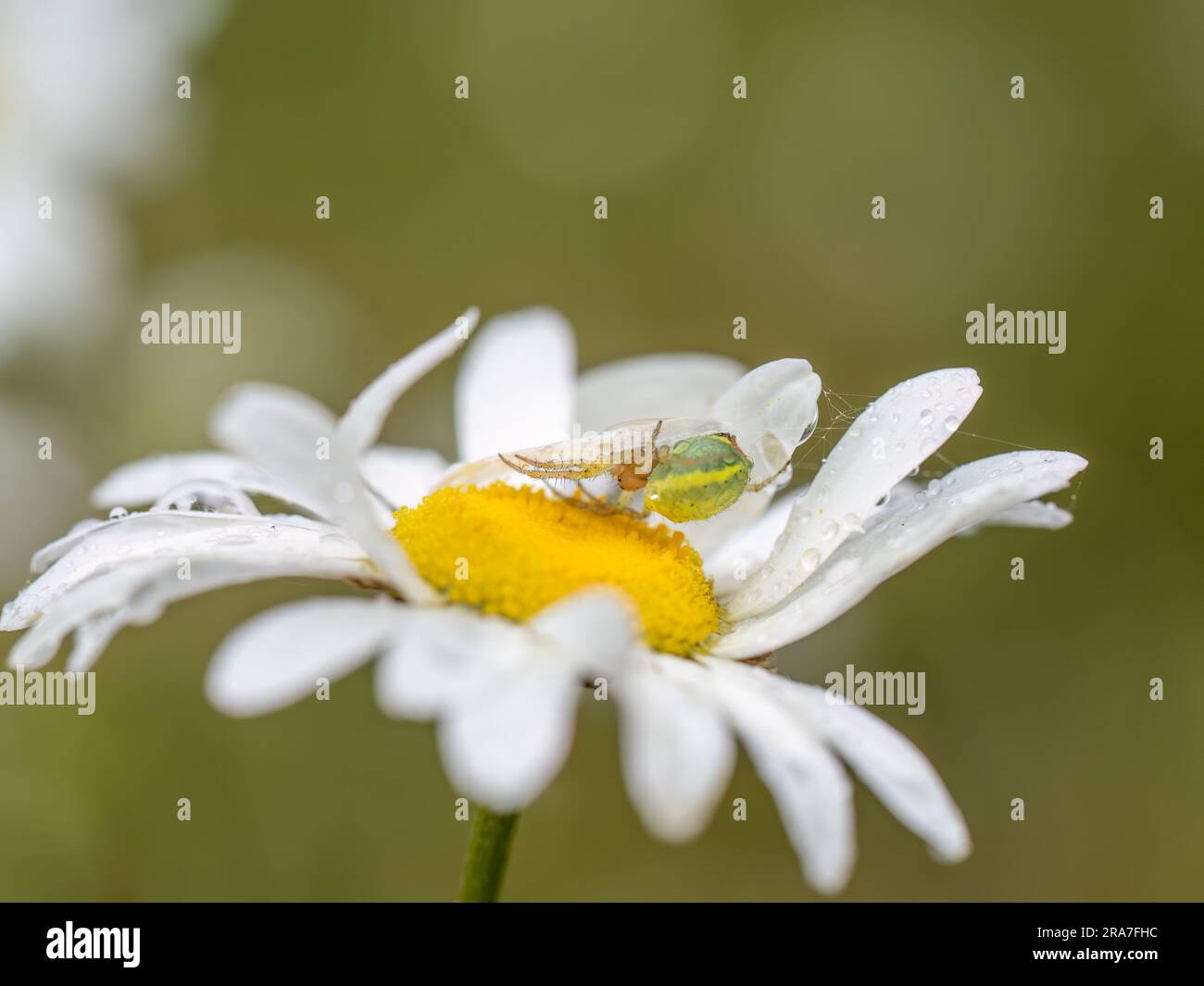 Cucumber Green Orb Spider - Araniella cucurbitina - sheltering on daisy ...