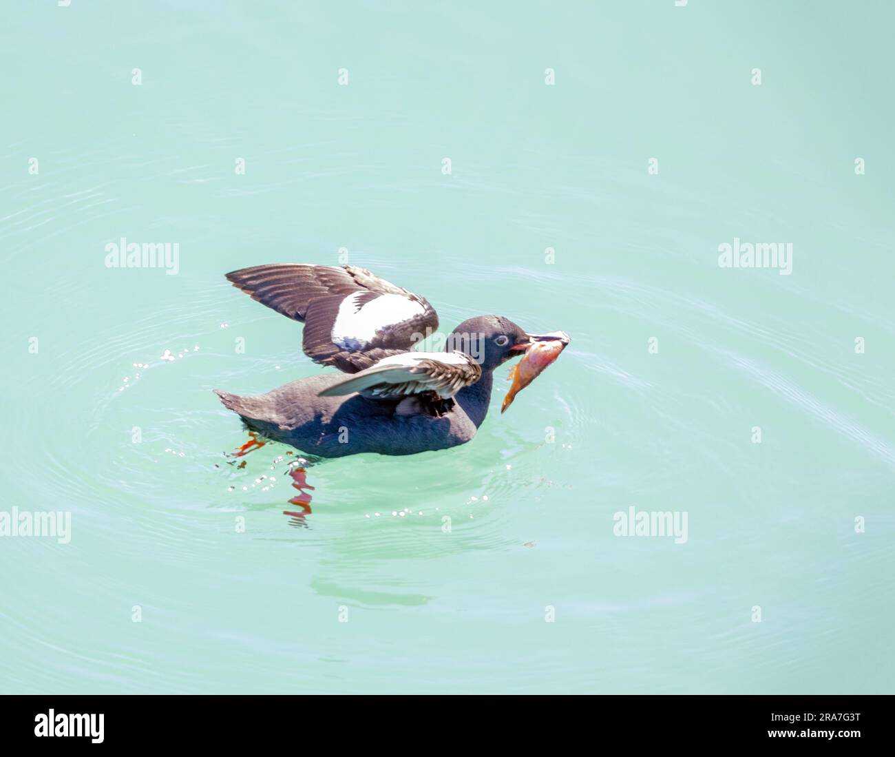 Pigeon Guillemot with Fish Stock Photo - Alamy
