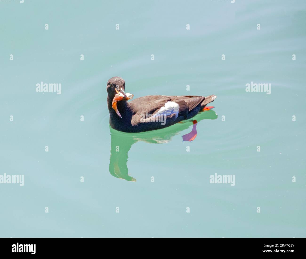 Pigeon Guillemot with Fish Stock Photo - Alamy