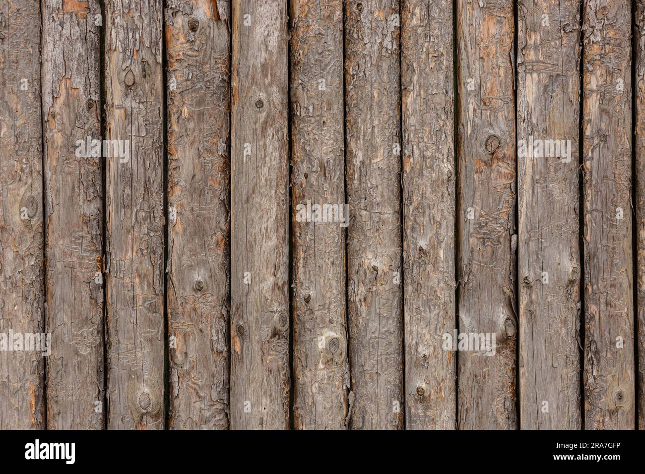 Rough wood texture. The walls of a country house are made of rough logs ...