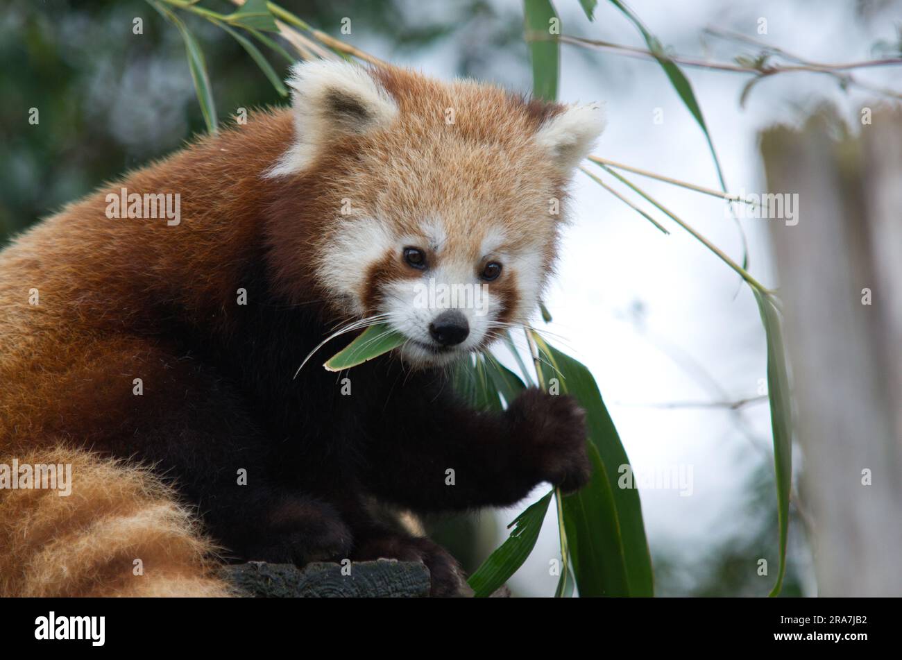 Fluffy red cute panda eating leaves Stock Photo - Alamy