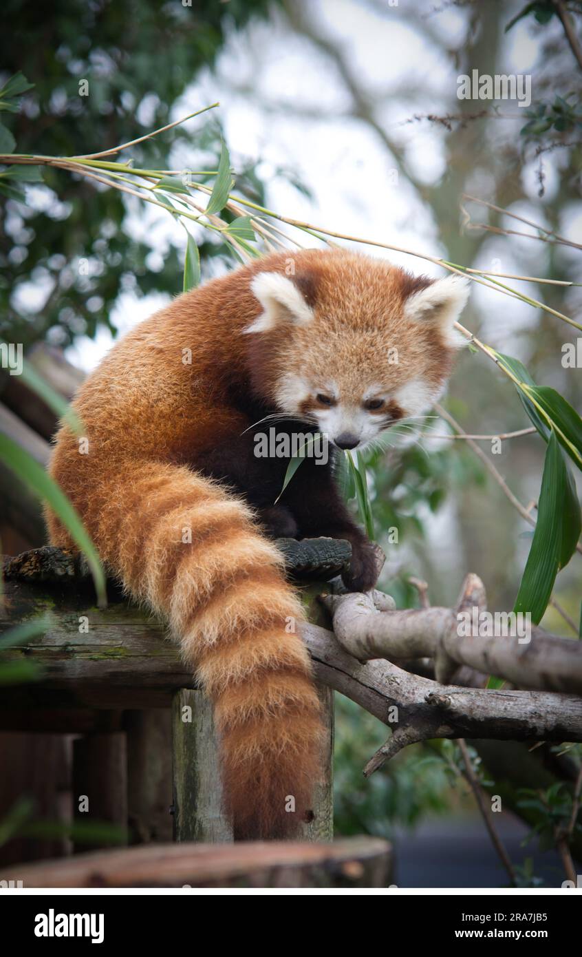 Fluffy red cute panda eating leaves Stock Photo - Alamy