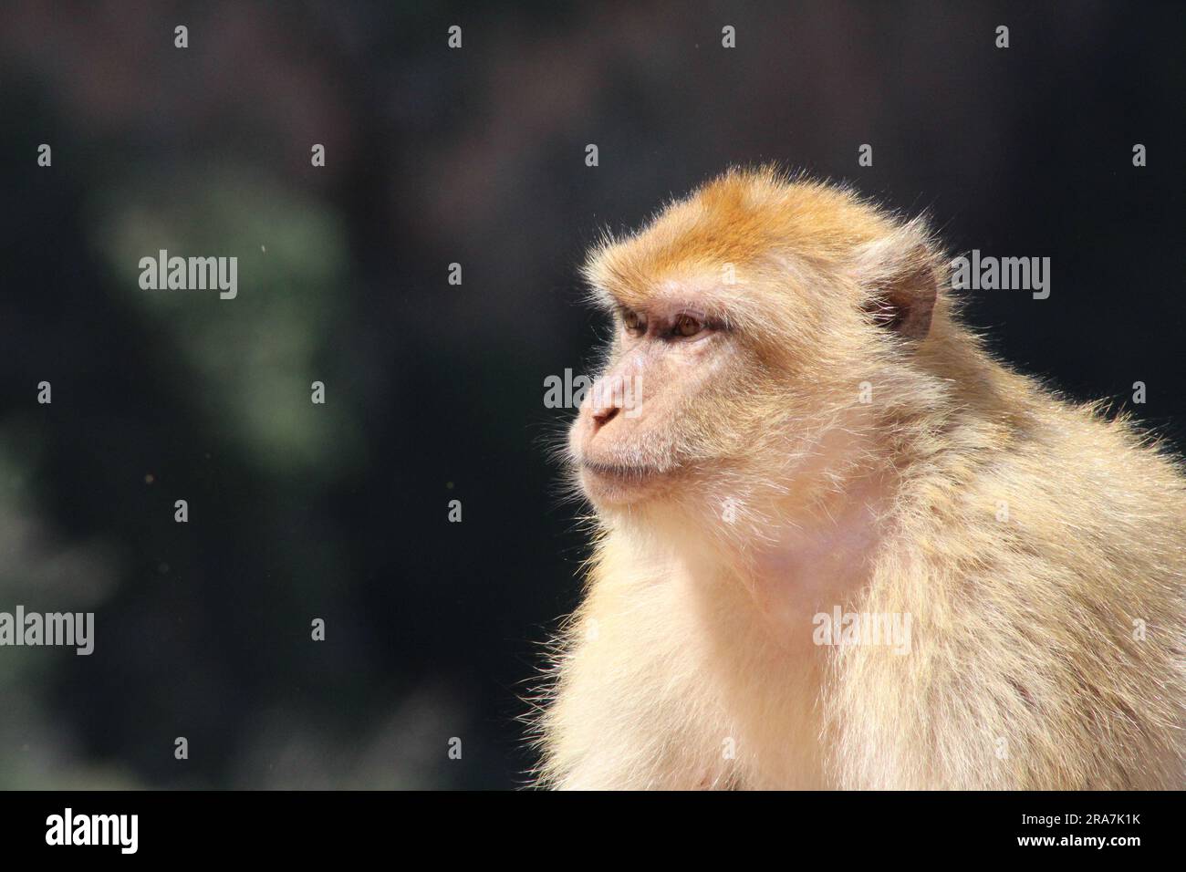 Barbary Macaque Photographed in Marrakech, Morocco Stock Photo - Alamy