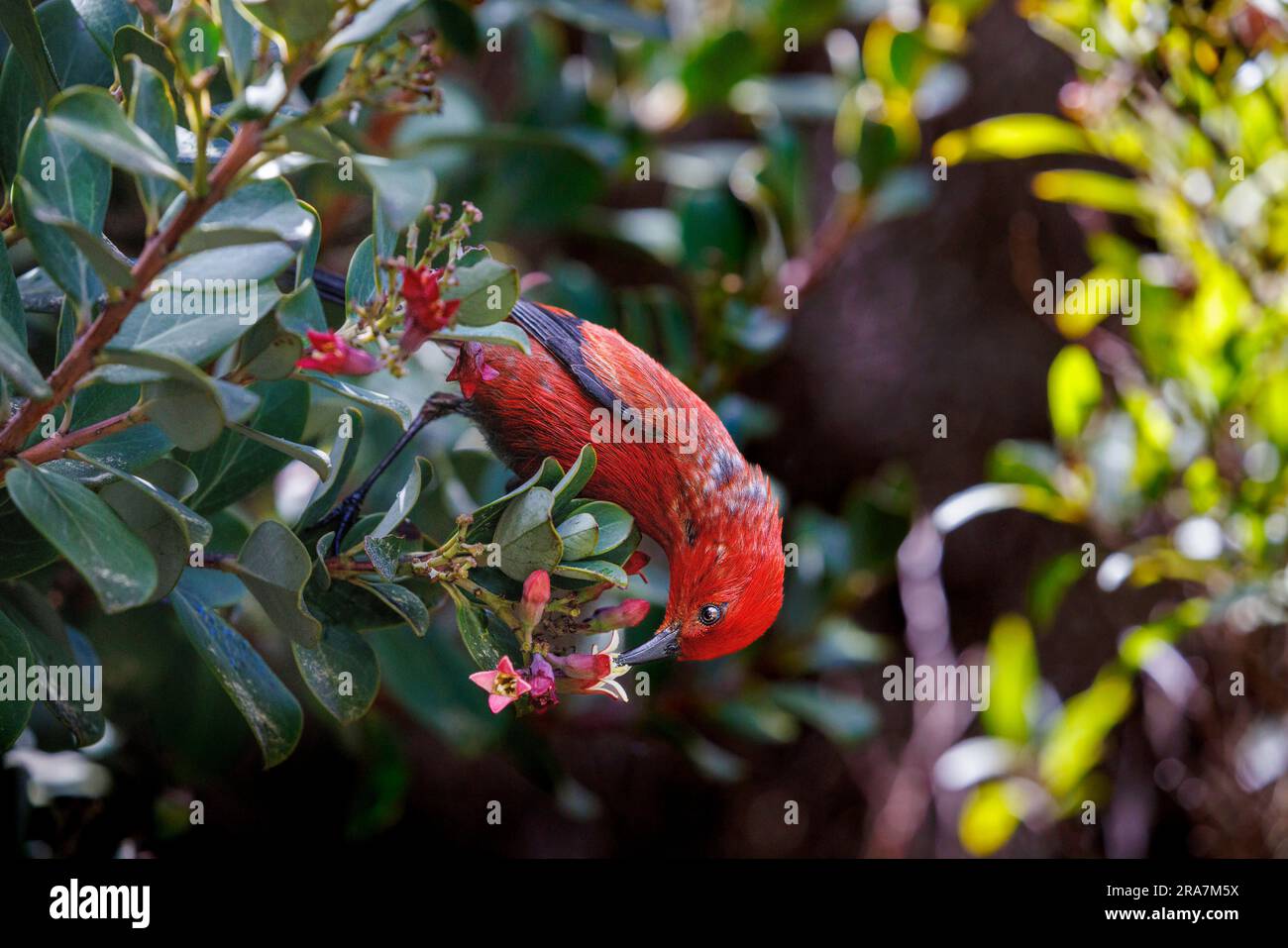 An apapane bird, Himatione sanguinea, an endemic species of Hawaiian ...