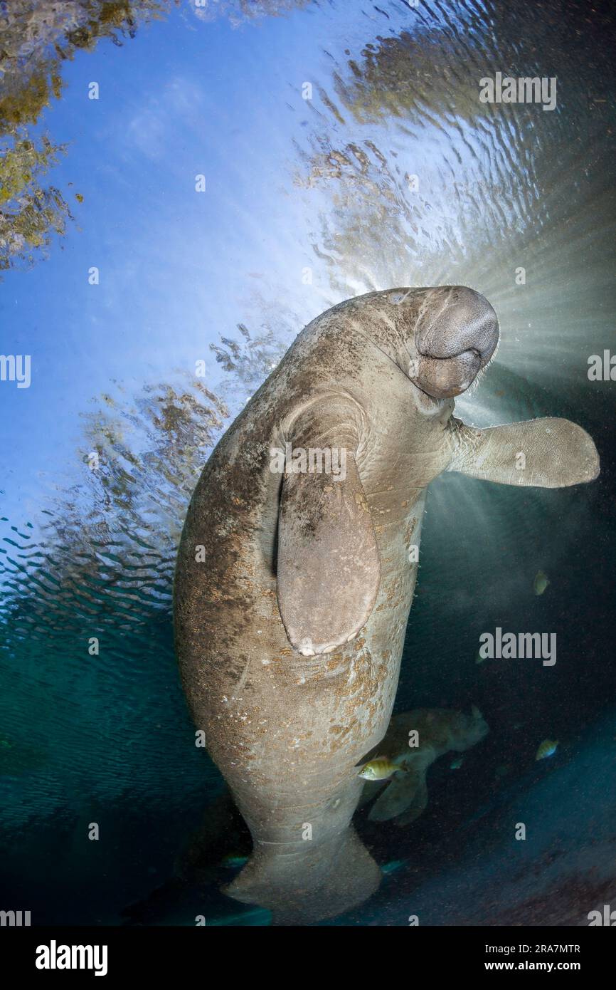 Endangered Florida Manatee, Trichechus manatus latirostris, at Three ...