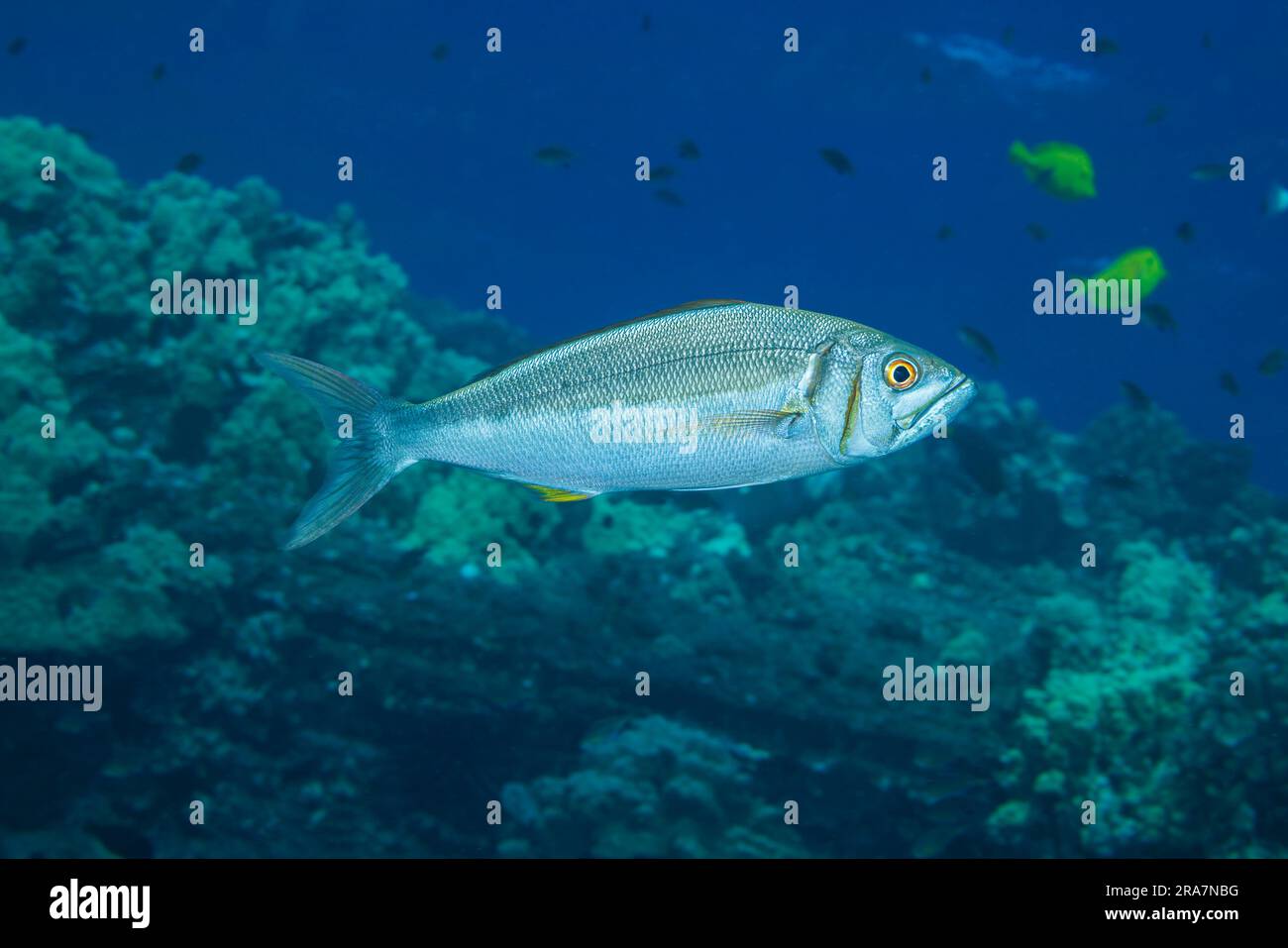 The small toothed jobfish, Aphareus furca, is also known as a forktail ...