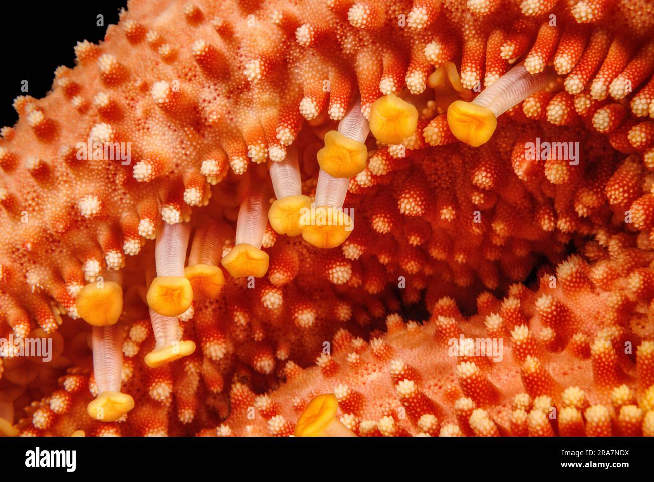 A close look at the extended tube feet of a Fisher’s starfish ...
