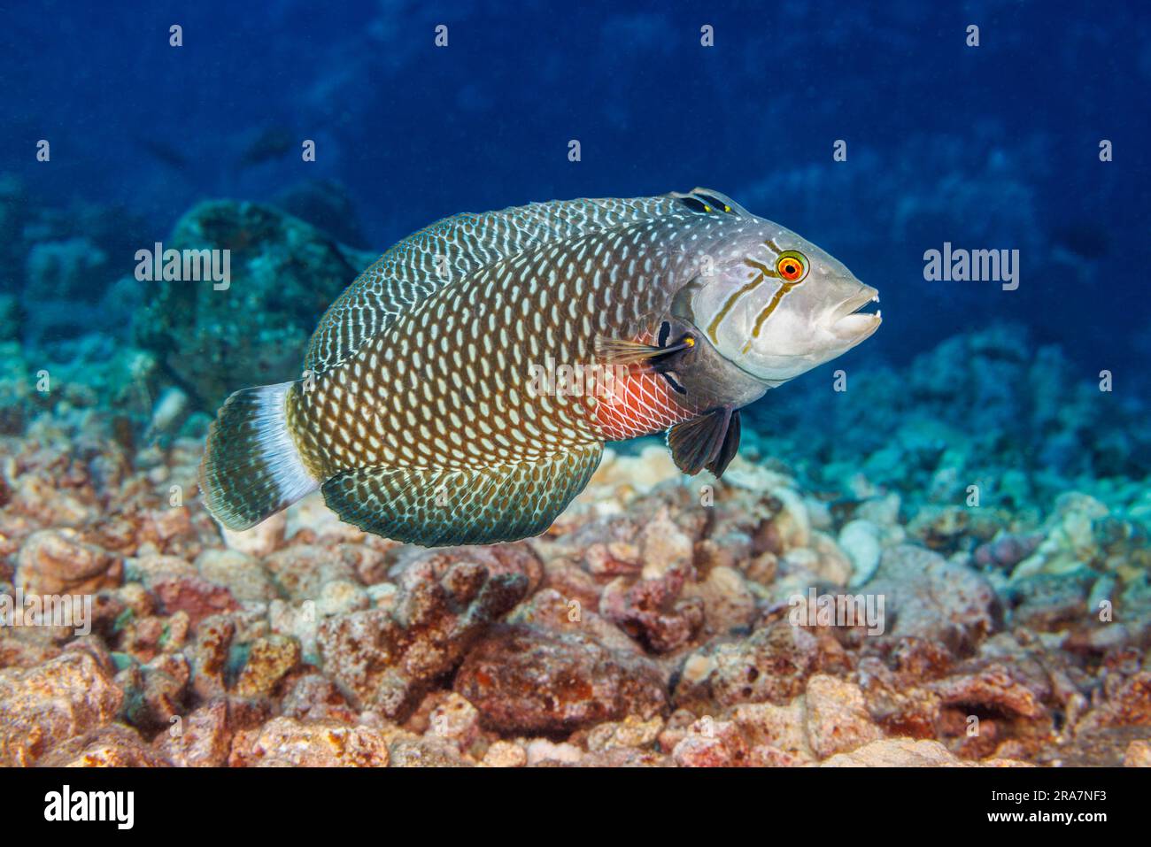This is the adult or terminal phase of the rockmover wrasse ...