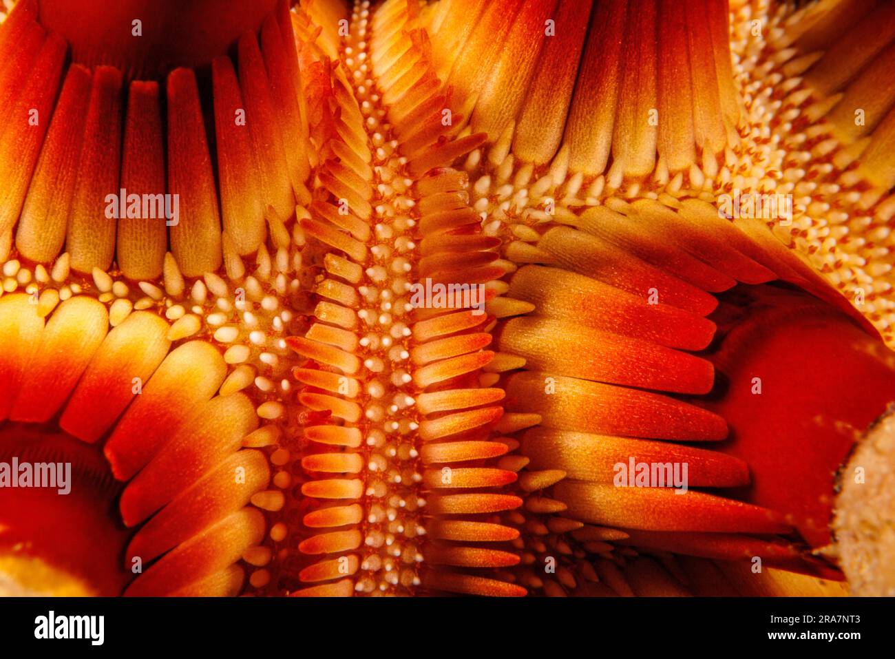 Rough spined urchin hi-res stock photography and images - Alamy