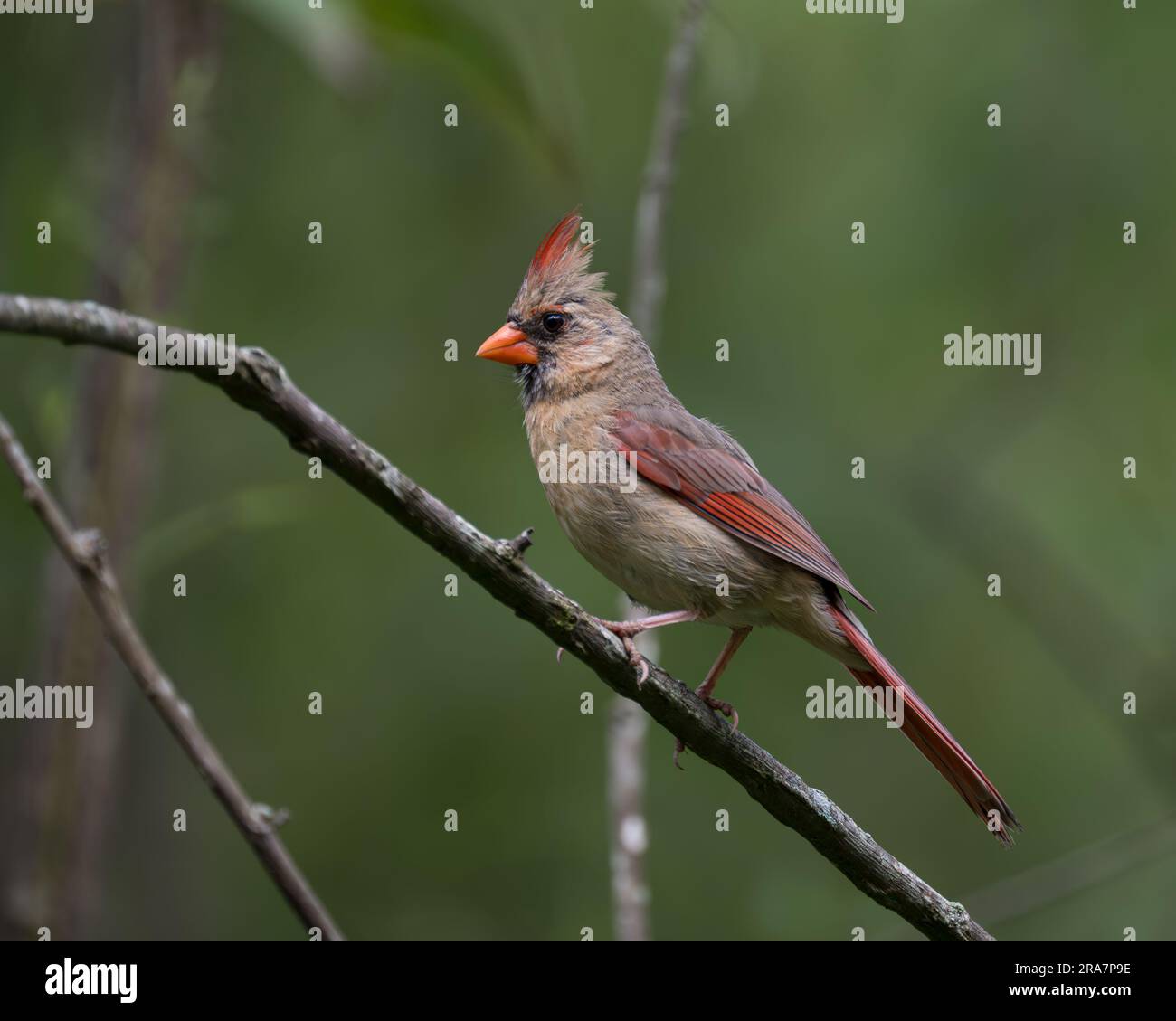 Female Northern Cardinal Stock Photo - Alamy