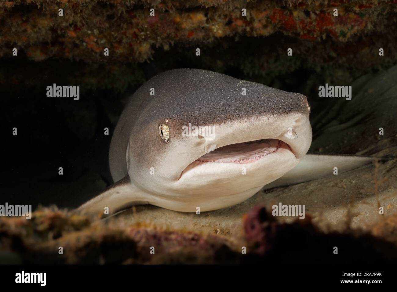 Whitetip reef sharks, Triaenodon obesus, are one of the few species of ...