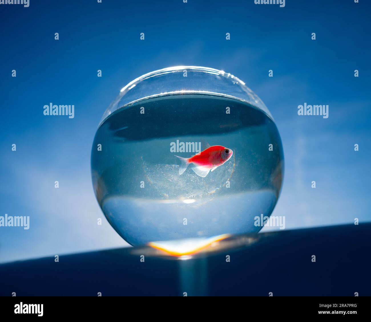 Orange fish swims alone in hi-res stock photography and images - Alamy