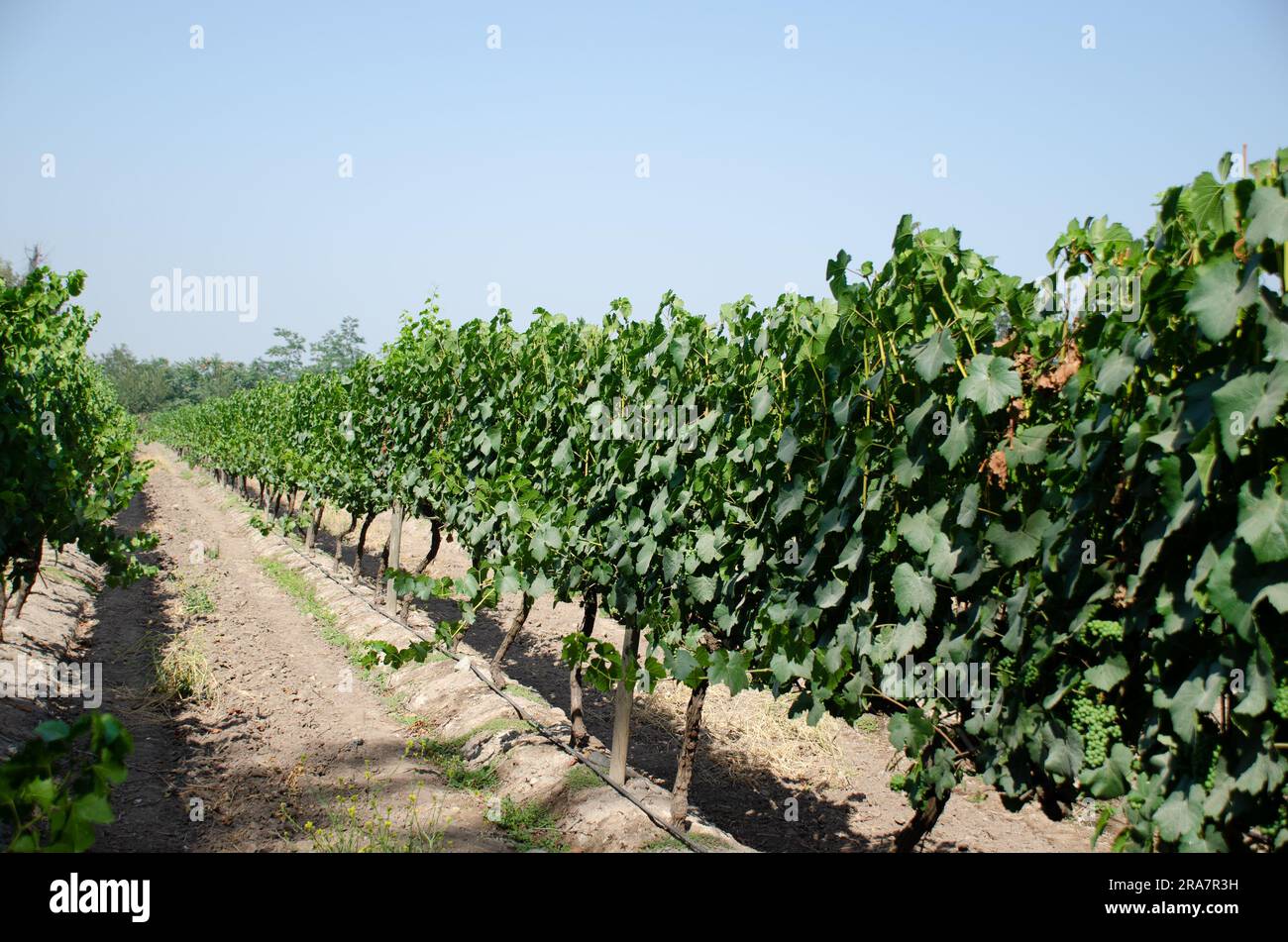 Vineyard in Santiago, Chile, showcasing rows of lush grapevines under ...