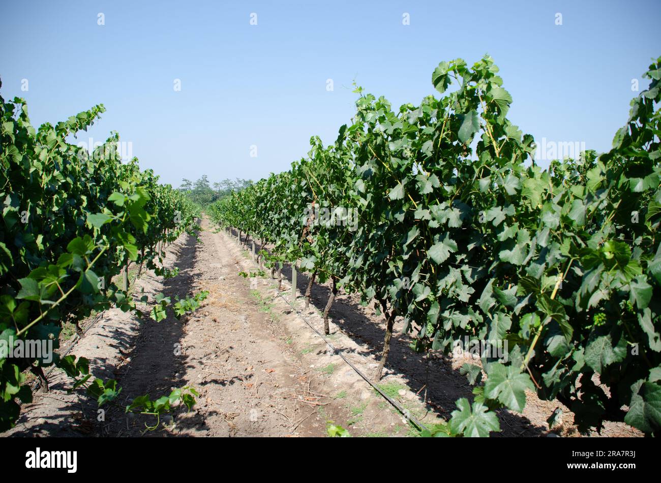 Vineyard in Santiago, Chile, showcasing rows of lush grapevines under ...
