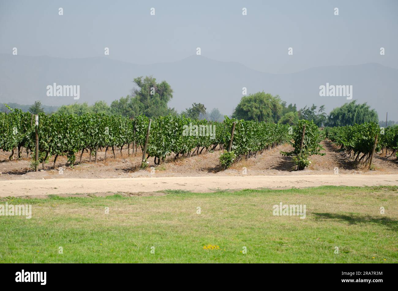 Vineyard in Santiago, Chile, showcasing rows of lush grapevines under ...