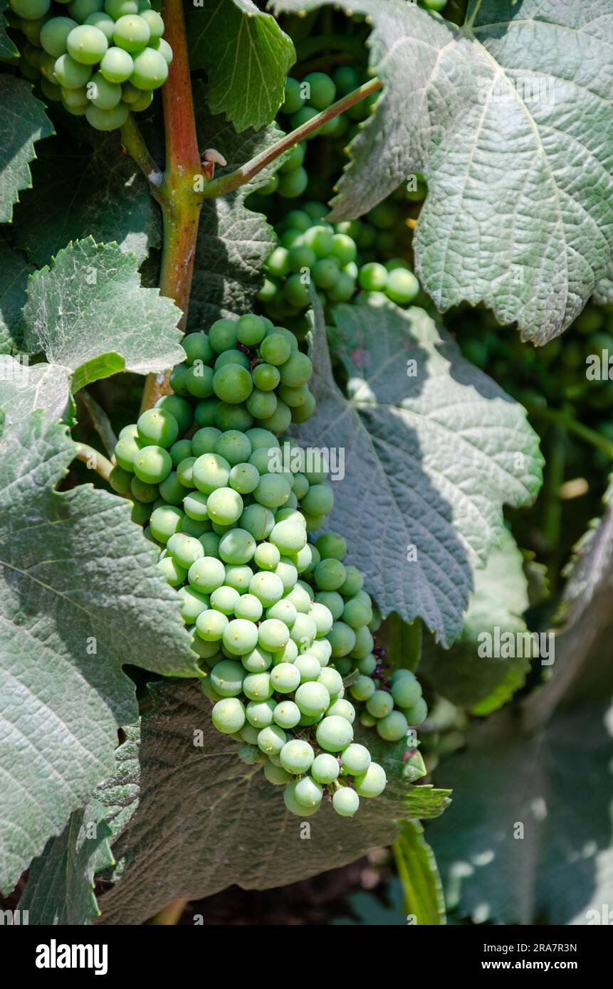 Vineyard in Santiago, Chile, showcasing rows of lush grapevines under ...
