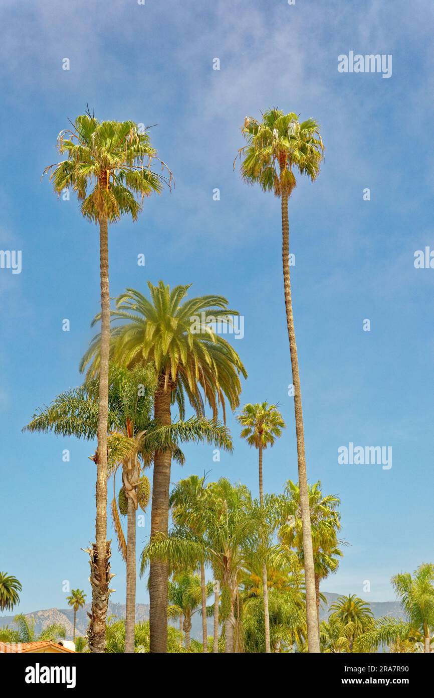 Palm Trees in Santa Barbara Beach Stock Photo - Alamy