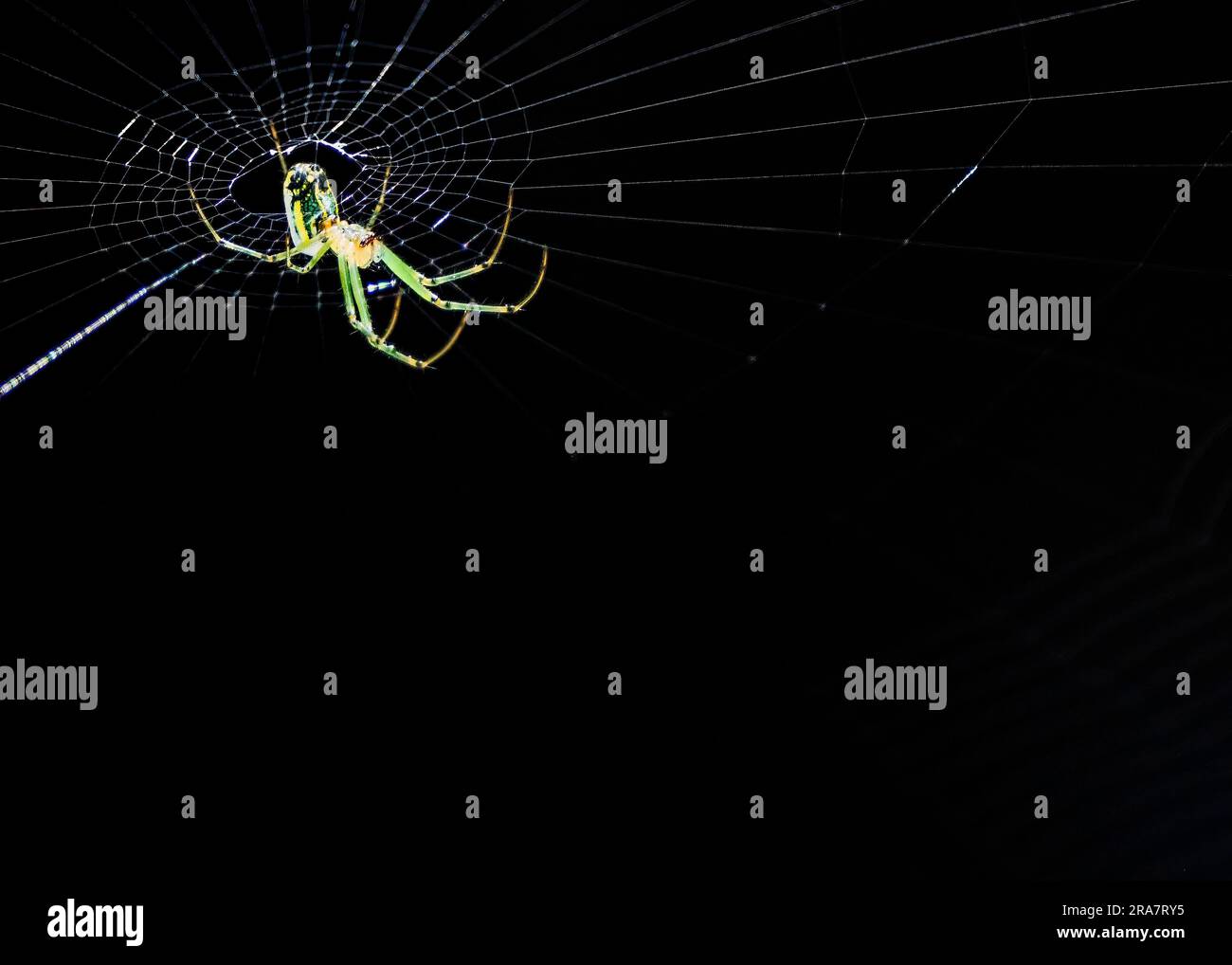 Glowing spider hi-res stock photography and images - Alamy