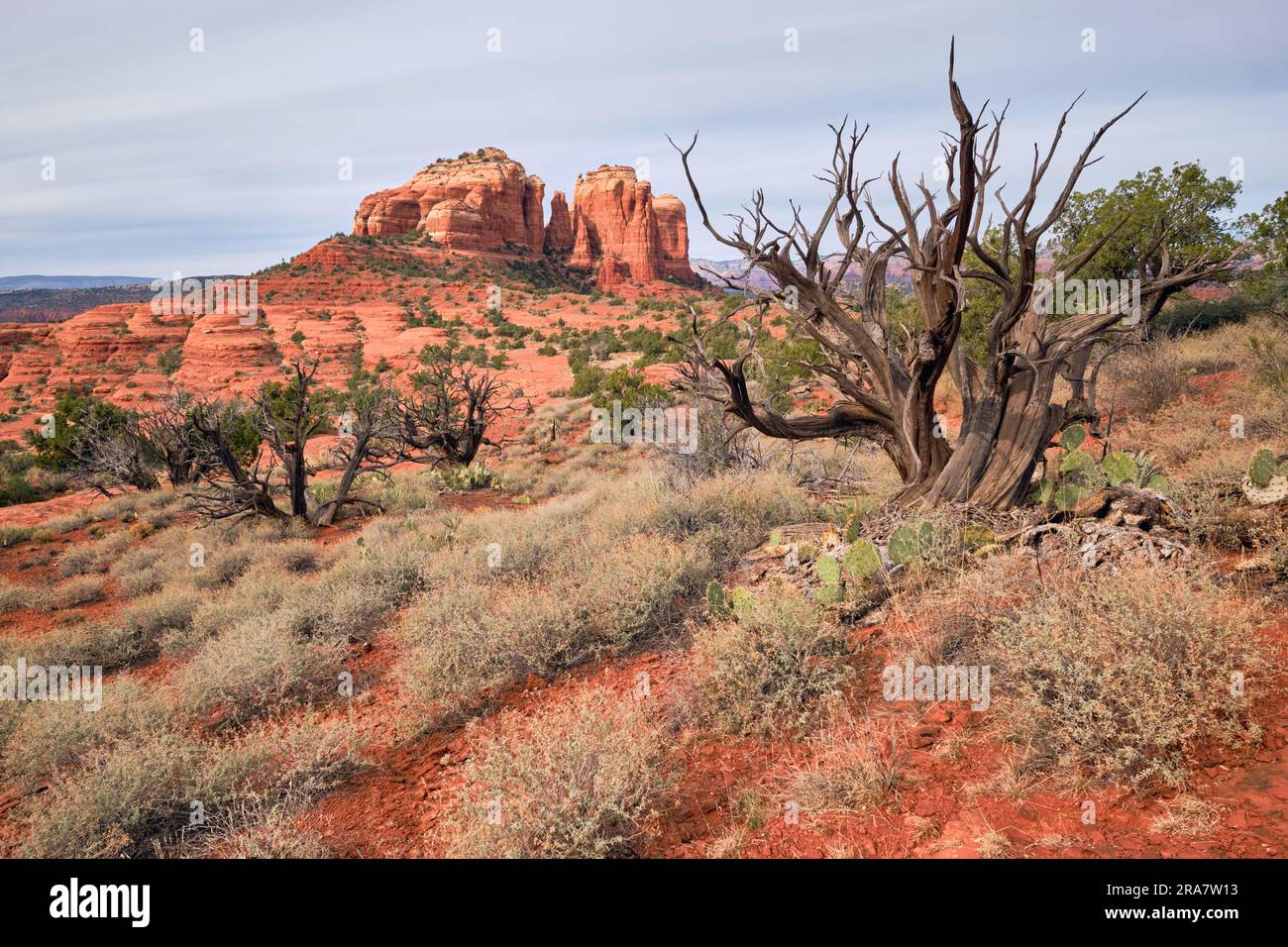Cathedral Rock in Sedona, Arizona with twisting, dead Juniper tree in ...