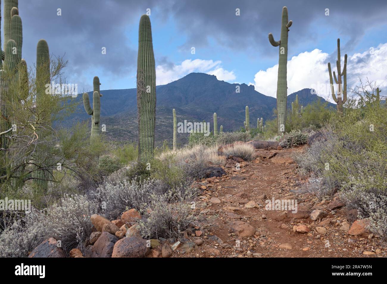 After the rain: Saguaro cacti stand tall along damp hiking trail in ...