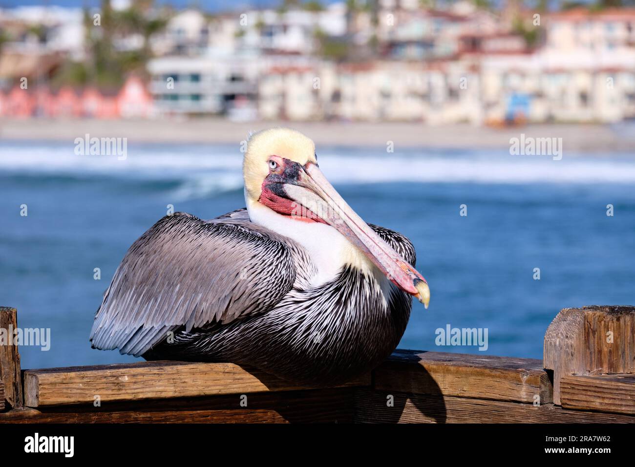 California Brown Pelican sits unflappable on wooden rail of pier ...