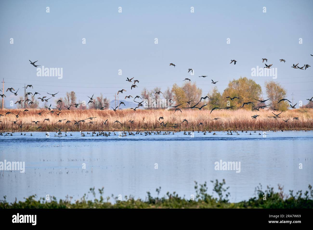 Flock of ducks at Sacramento National Wildlife Refuge - some taking off ...