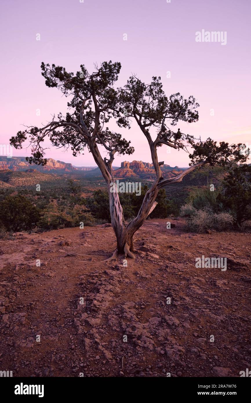 Beautiful V-shaped tree frames Sedona's famed Cathedral Rock as the ...