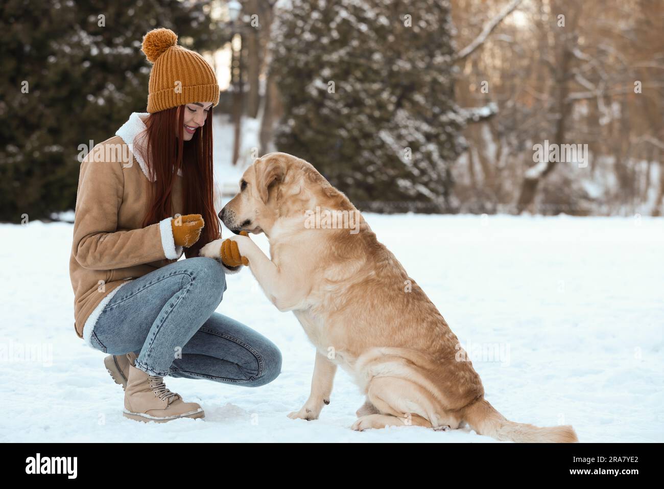 Adorable Labrador Retriever giving paw to beautiful young woman on ...