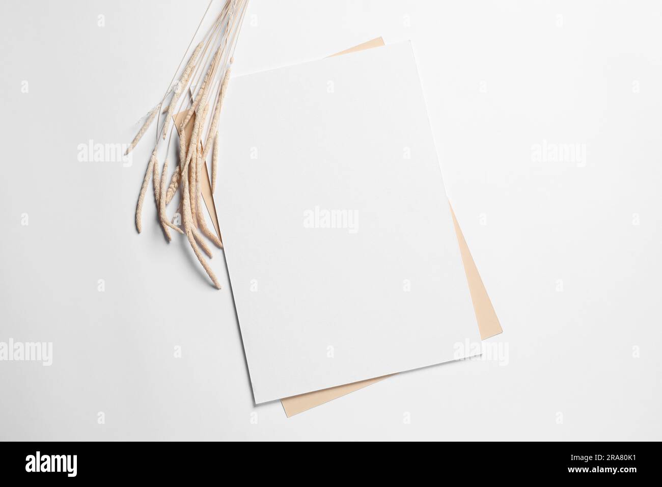 Empty sheet of paper and dry decorative spikes on white background ...