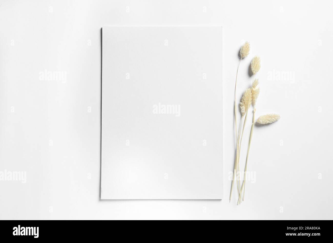 Empty sheet of paper and dry decorative spikes on white background ...