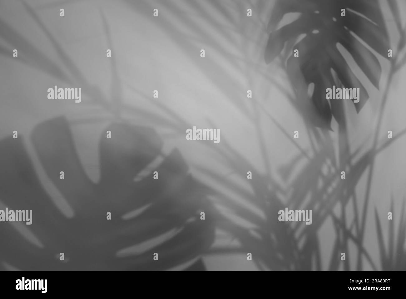 Exotic leaf shadow light on Black and White Stock Photos & Images - Alamy