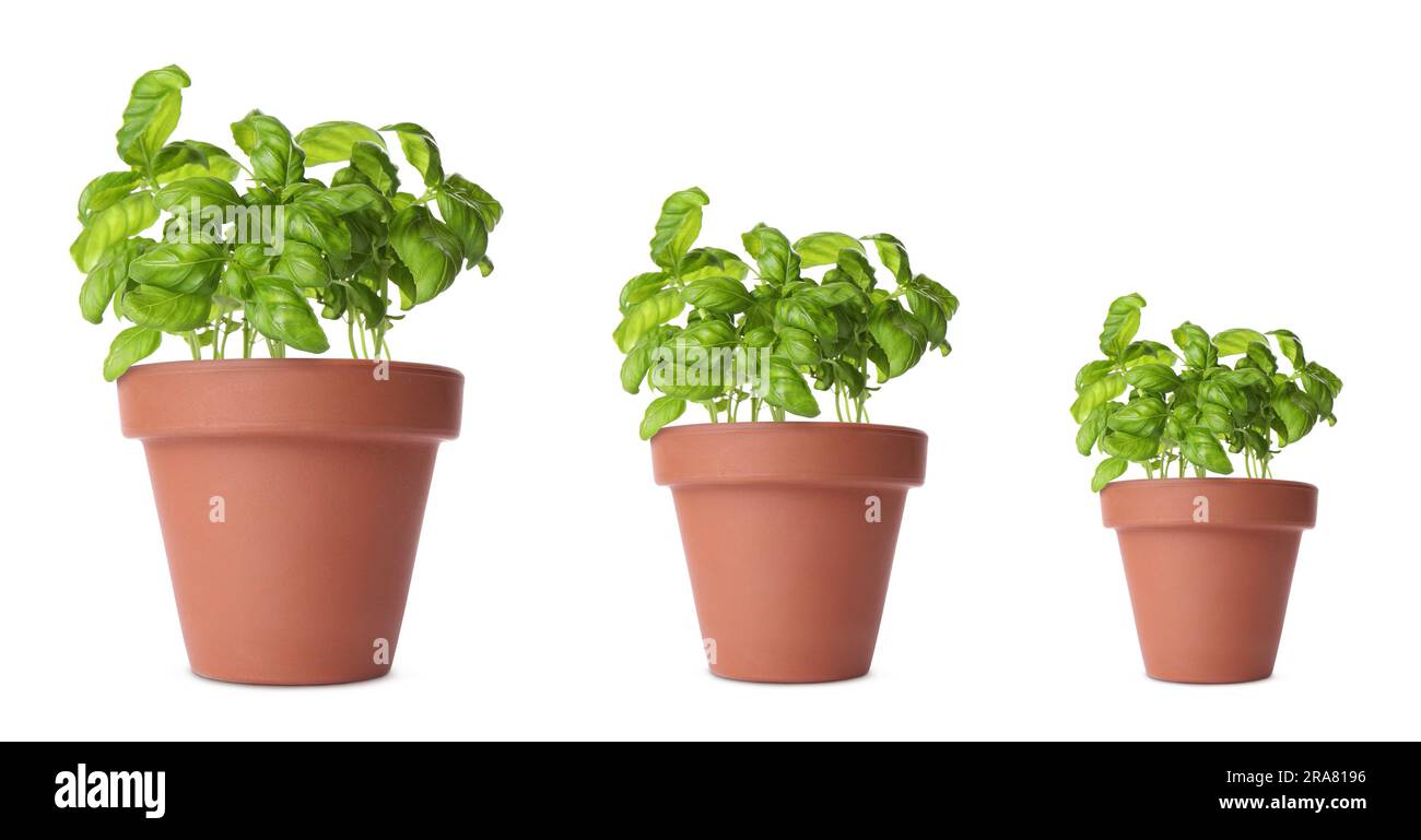Basil growing in pots isolated on white, different sizes Stock Photo ...