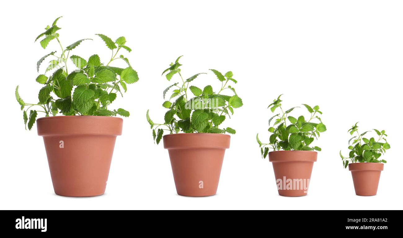 Lemon balm growing in pots isolated on white, different sizes Stock ...