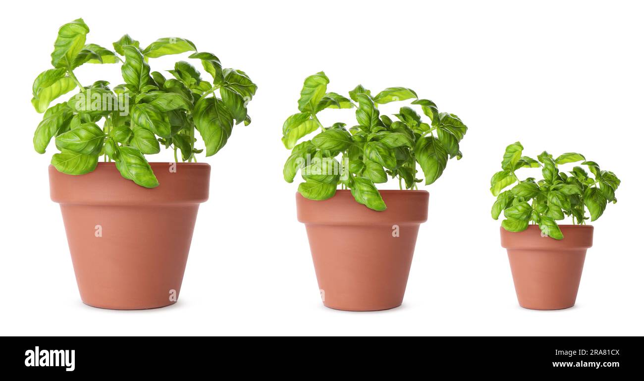 Basil growing in pots isolated on white, different sizes Stock Photo ...
