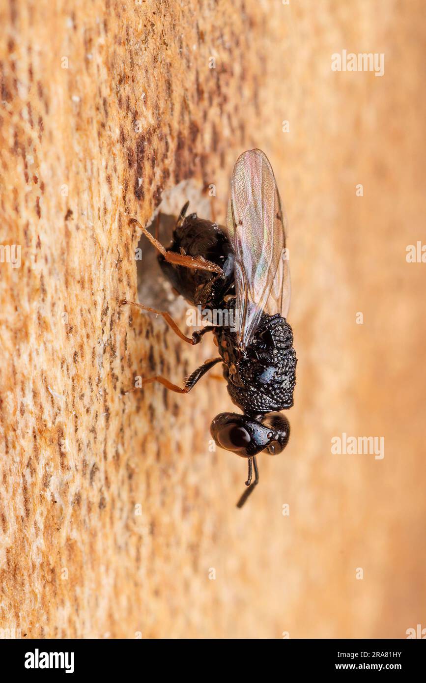 A female Perilampid Wasp (Steffanolampus salicetum) oviposits into a ...