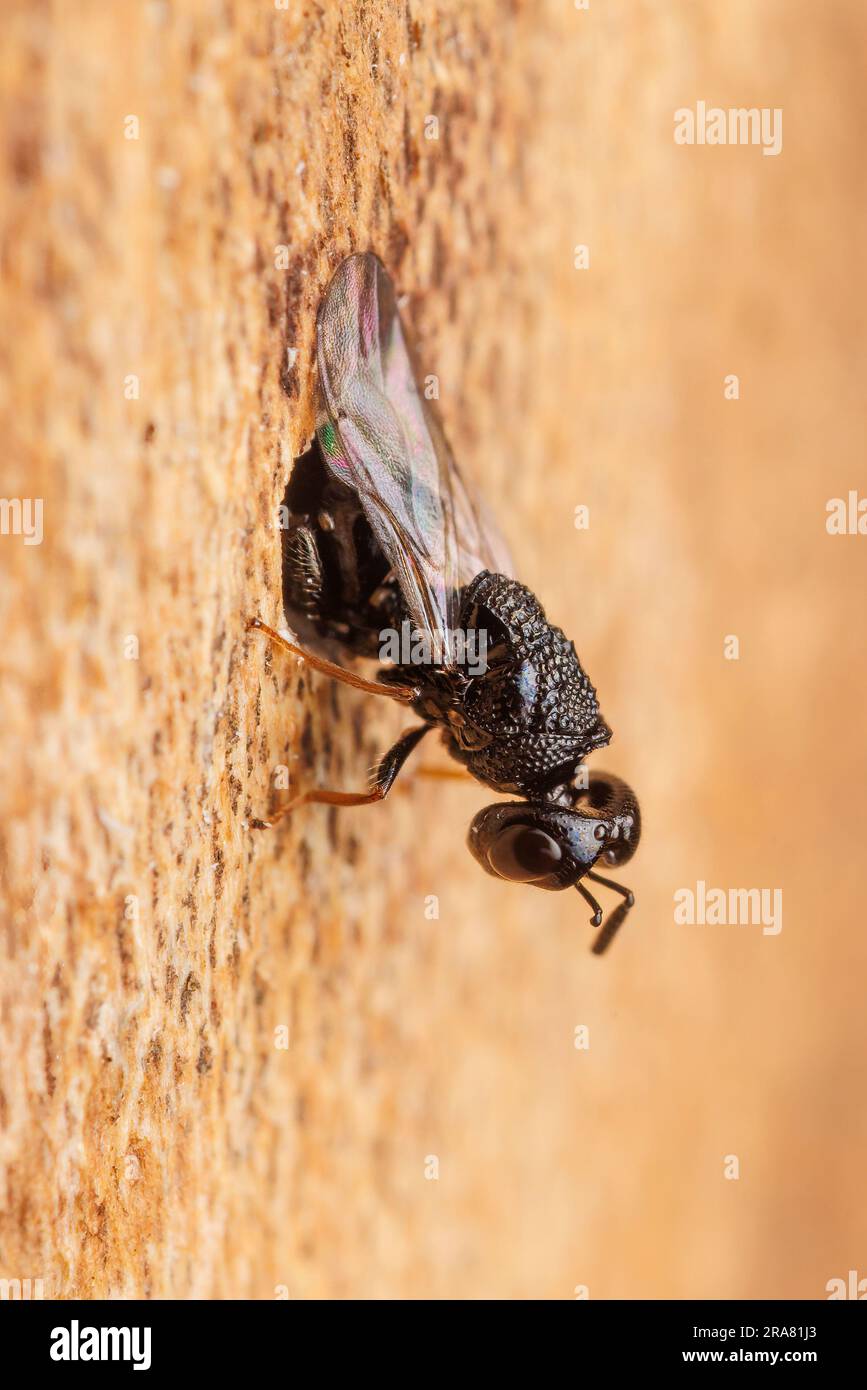 A female Perilampid Wasp (Steffanolampus salicetum) oviposits into a ...
