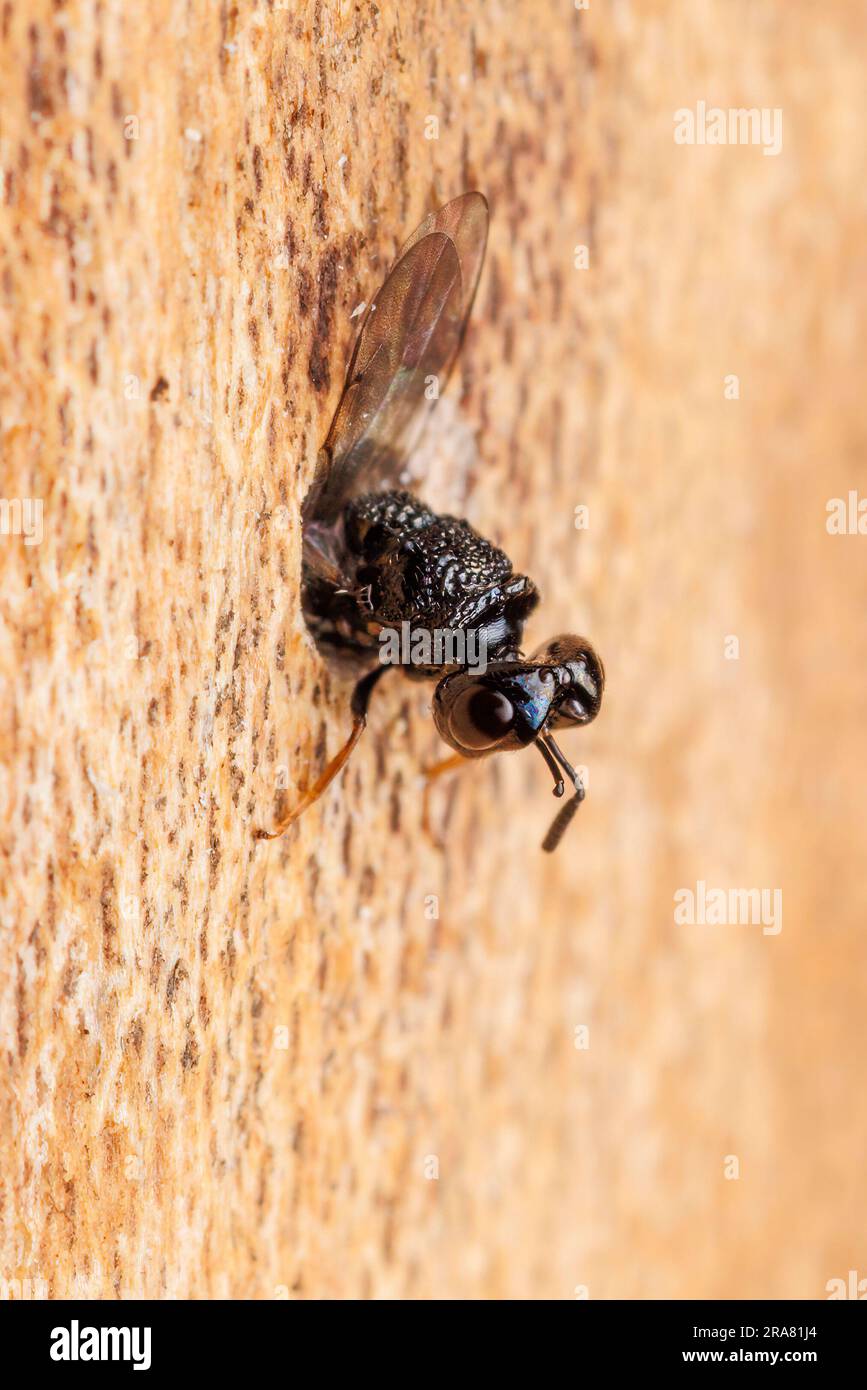 A female Perilampid Wasp (Steffanolampus salicetum) oviposits into a ...