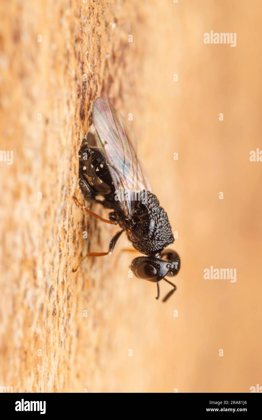 Perilampidae hi-res stock photography and images - Alamy
