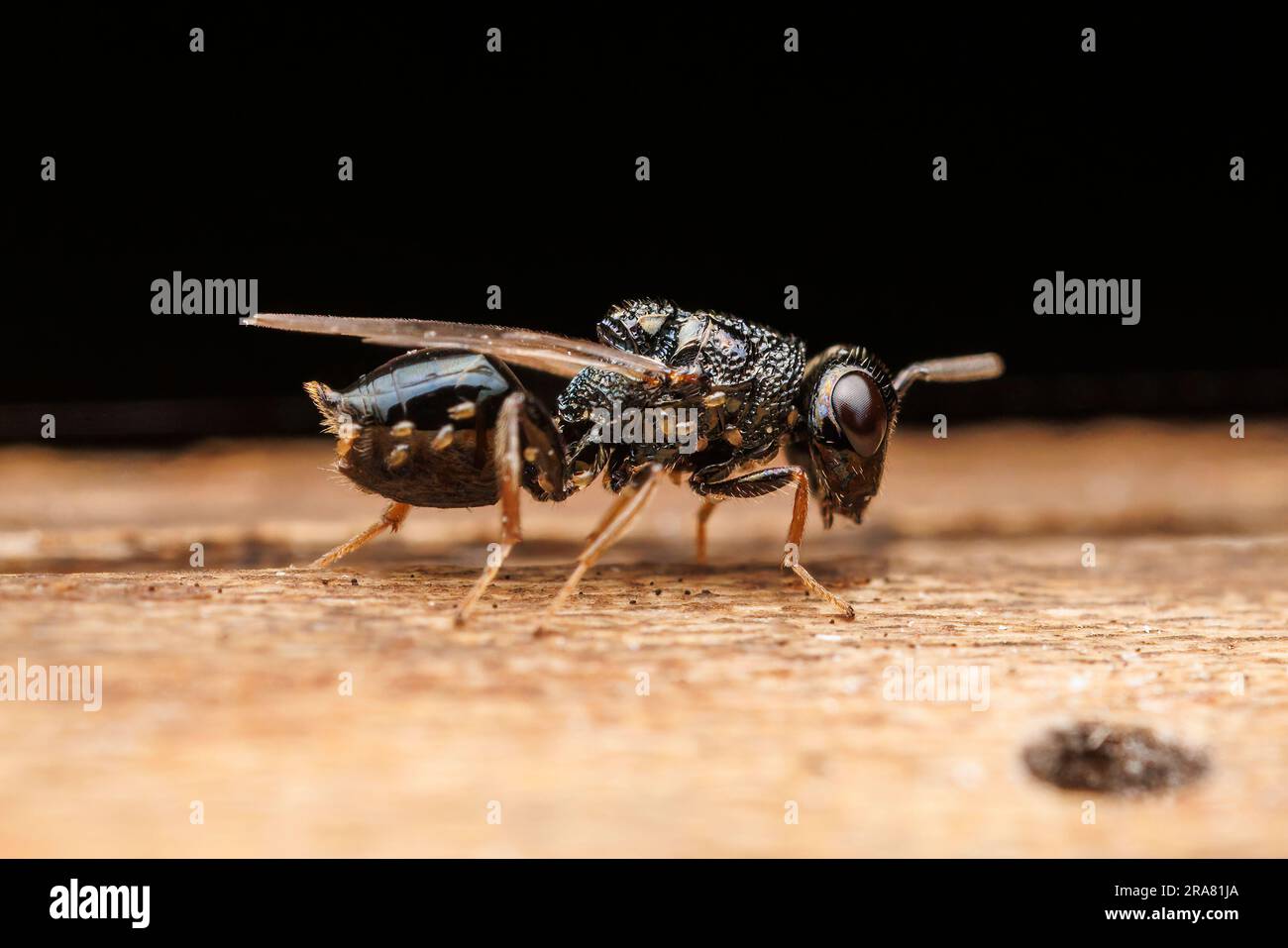 A female Perilampid Wasp (Steffanolampus salicetum) with phoretic mites ...