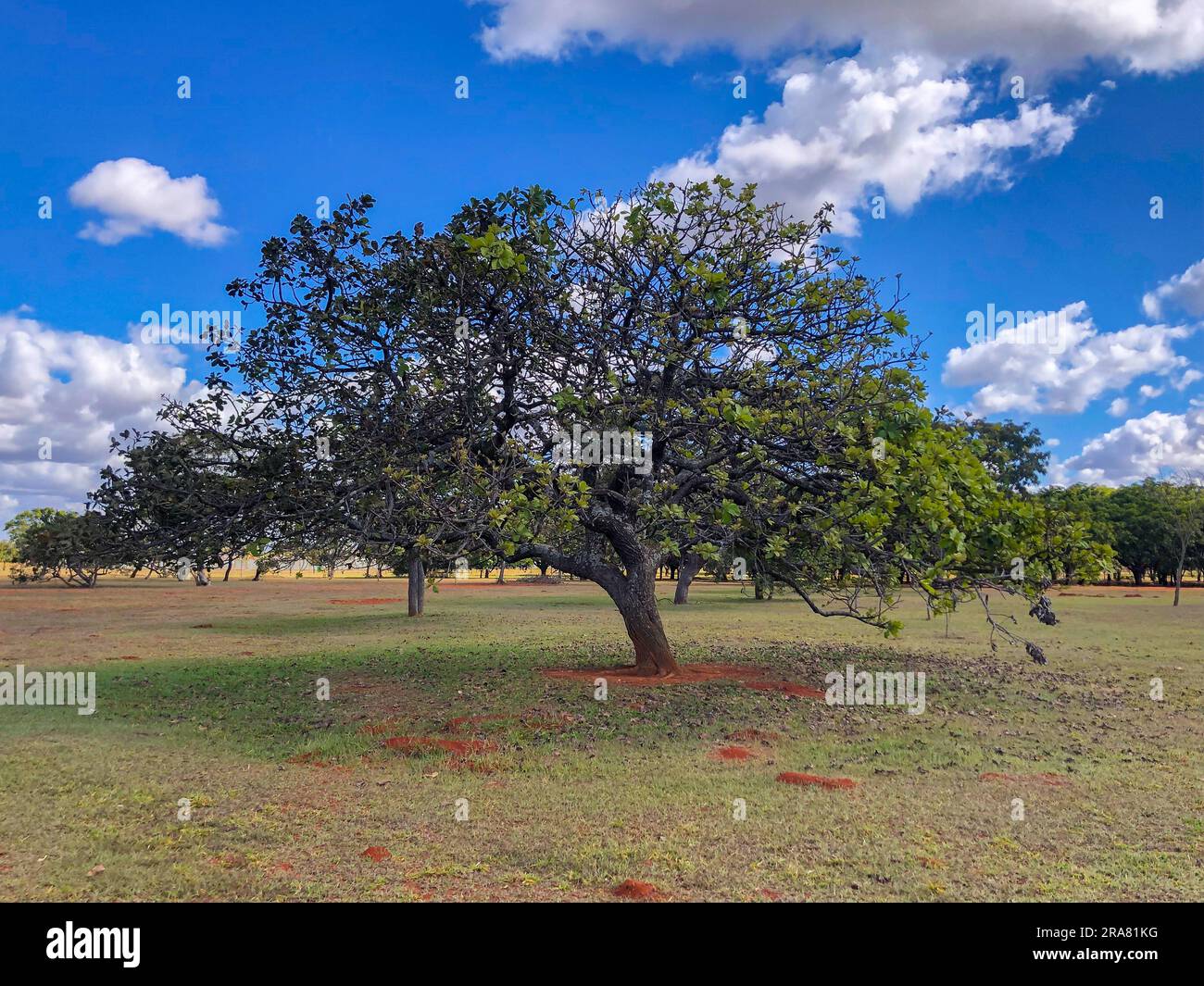 Curriola do cerrado hi-res stock photography and images - Alamy