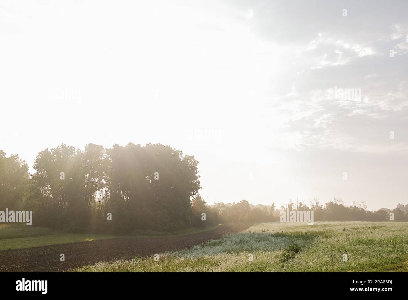 Tree Farm at Sunrise Stock Photo - Alamy
