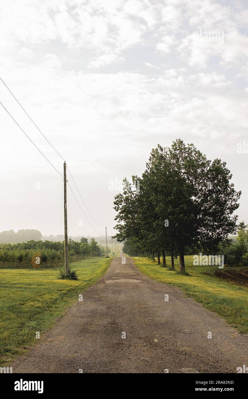 Tree Farm at Sunrise Stock Photo - Alamy